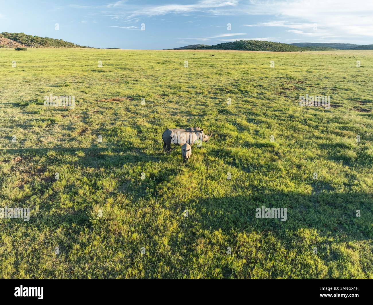 Aerial view of rhinos in the Welgevonden Nature reserve and South ...
