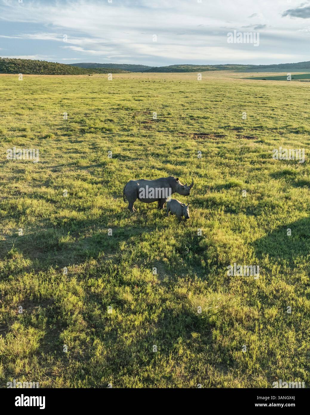 Aerial view of rhinos in the Welgevonden Nature reserve and South ...