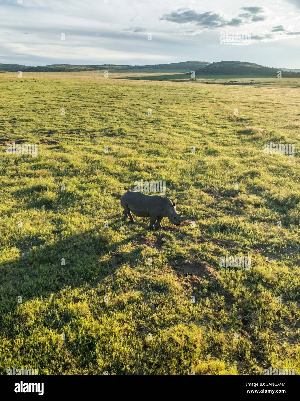 Aerial view of rhinos in the Welgevonden Nature reserve and South ...