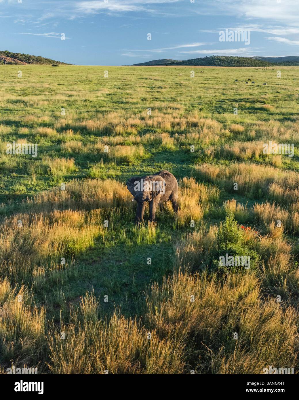 Aerial view of Elephants in Balule Nature Reserve, Maruleng, Limpopo ...