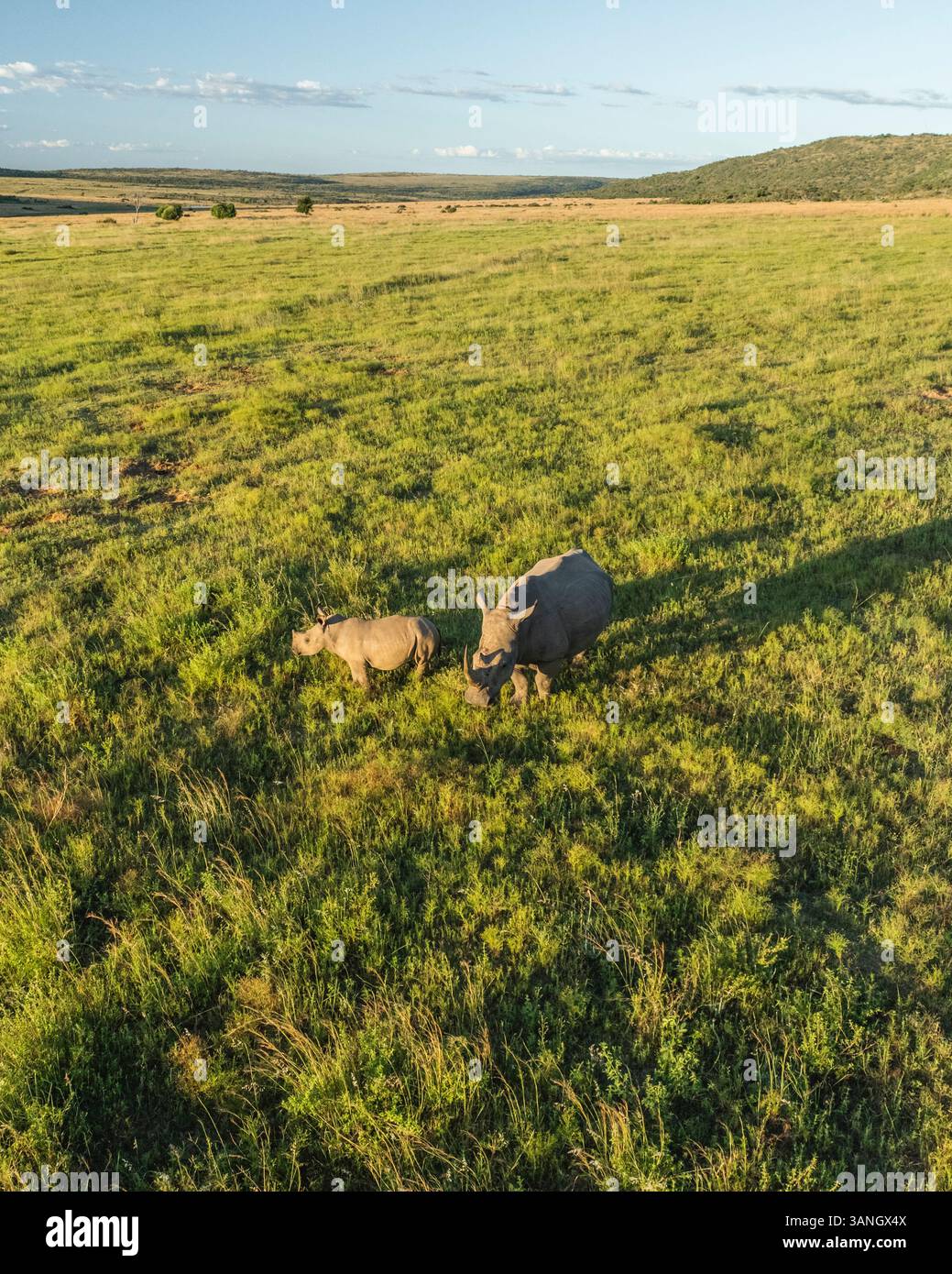 Aerial view of rhinos in the Welgevonden Nature reserve and South ...