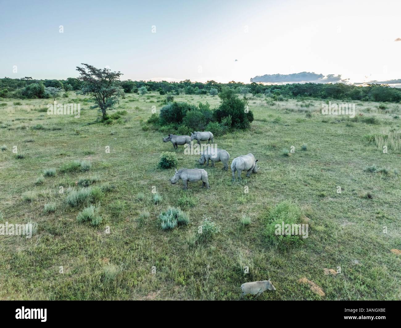 Aerial view of rhinos in the south african savanna (Biome) near ...