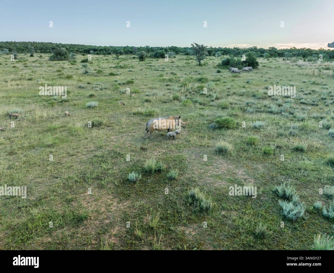 Aerial view of rhinos in the south african savanna (Biome) near ...
