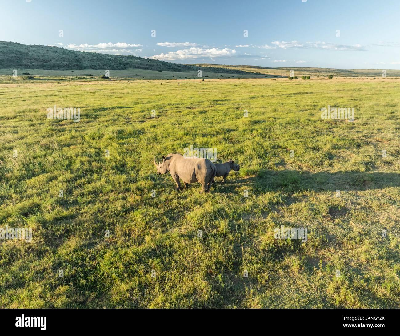 Aerial view of rhinos in the Welgevonden Nature reserve and South ...