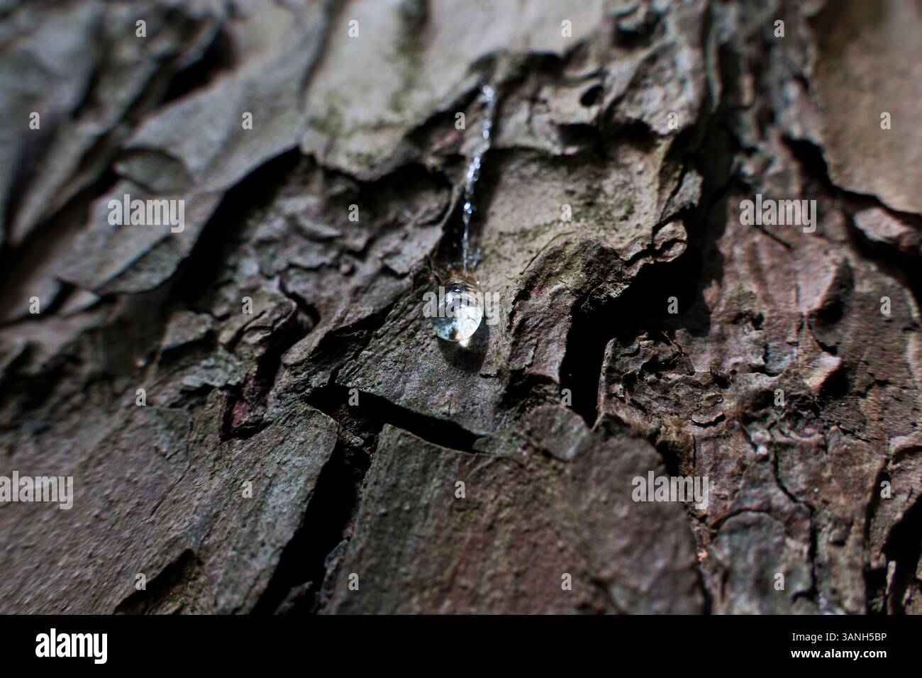 Drop of resin on the bark of an old tree in the forest. Macro photo of ...