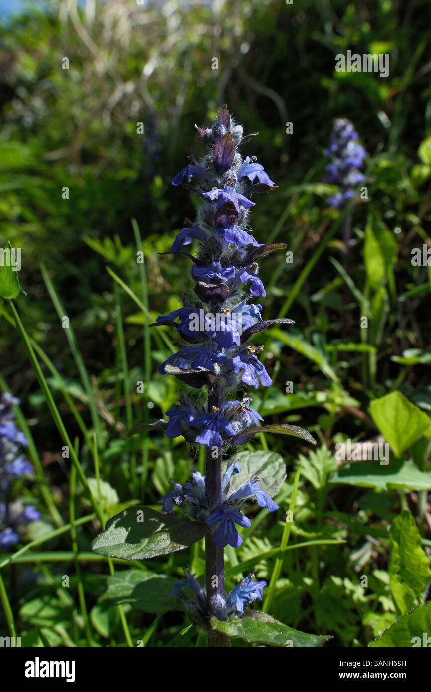 Bugle flowers hi-res stock photography and images - Alamy