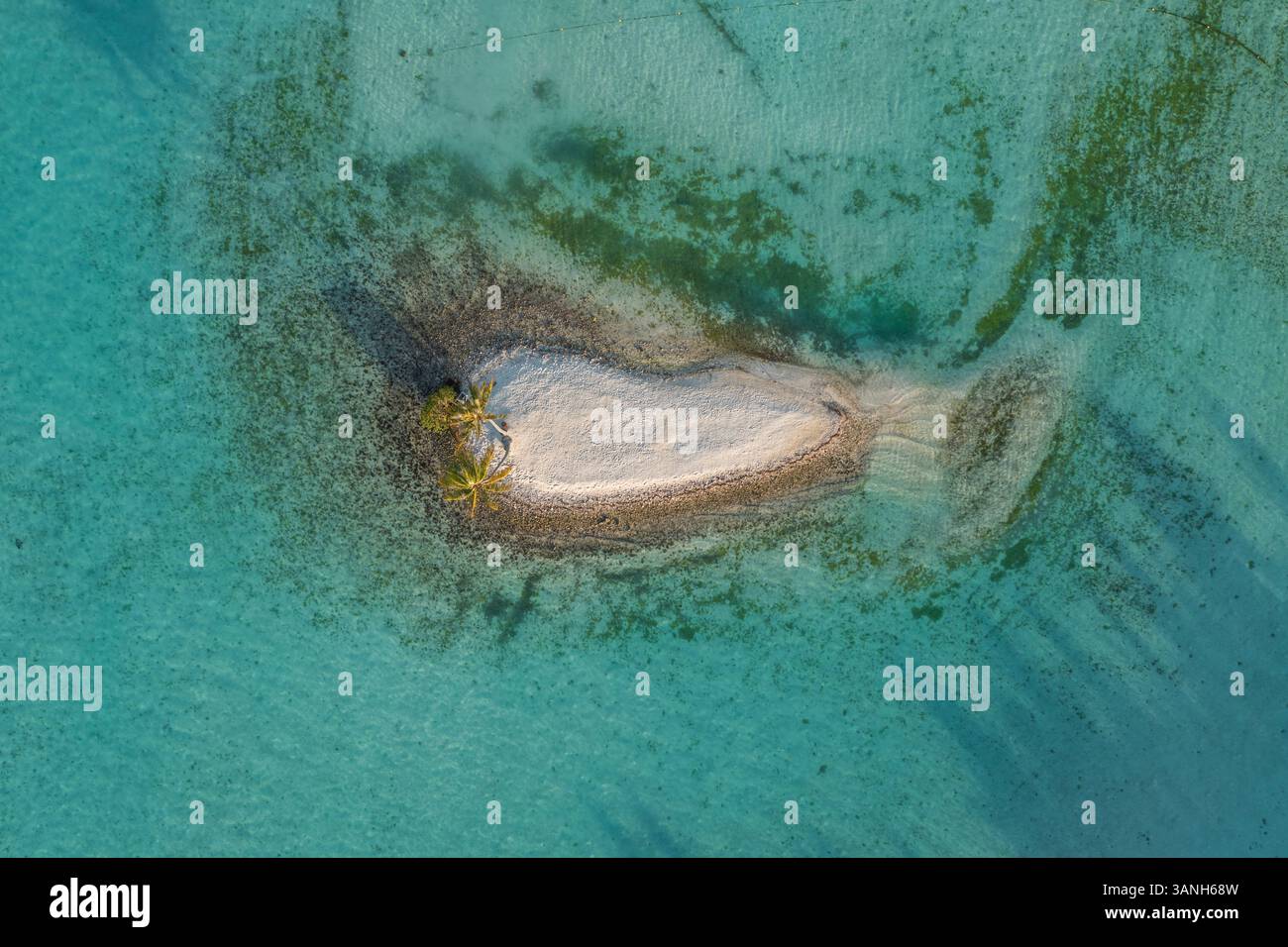 Aerial view of coconut trees in a small beach surrounded by the ocean ...