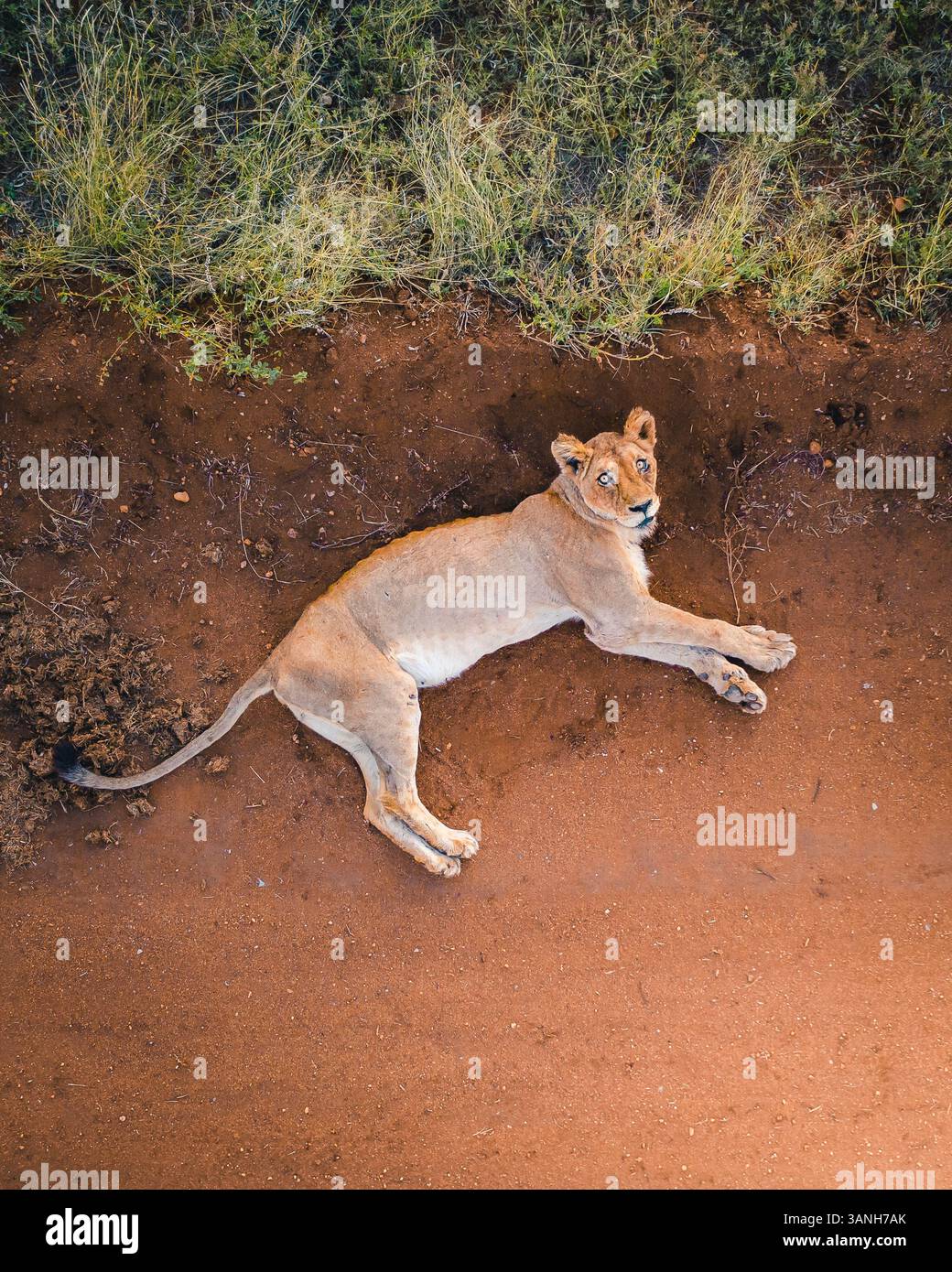 Aerial View of a lioness at Balule Nature Reserve, Maruleng NU, Limpopo ...