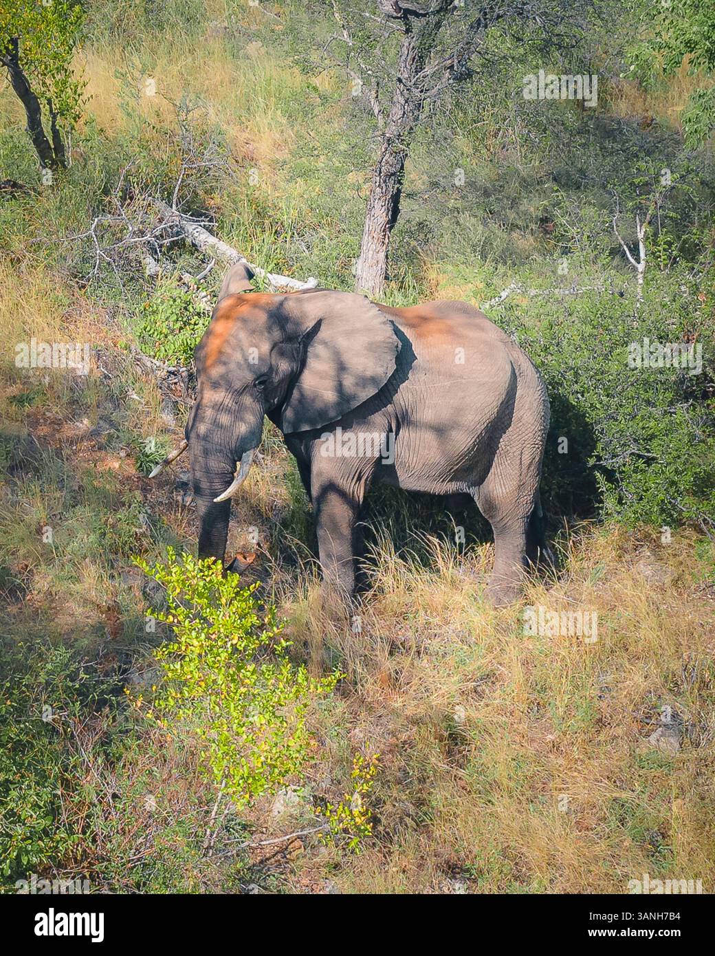 Aerial View of an elephant at Balule Nature Reserve, Maruleng NU ...
