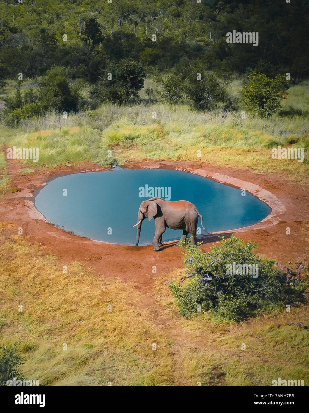 Aerial view of an elephant at a waterhole at Balule Nature Reserve ...