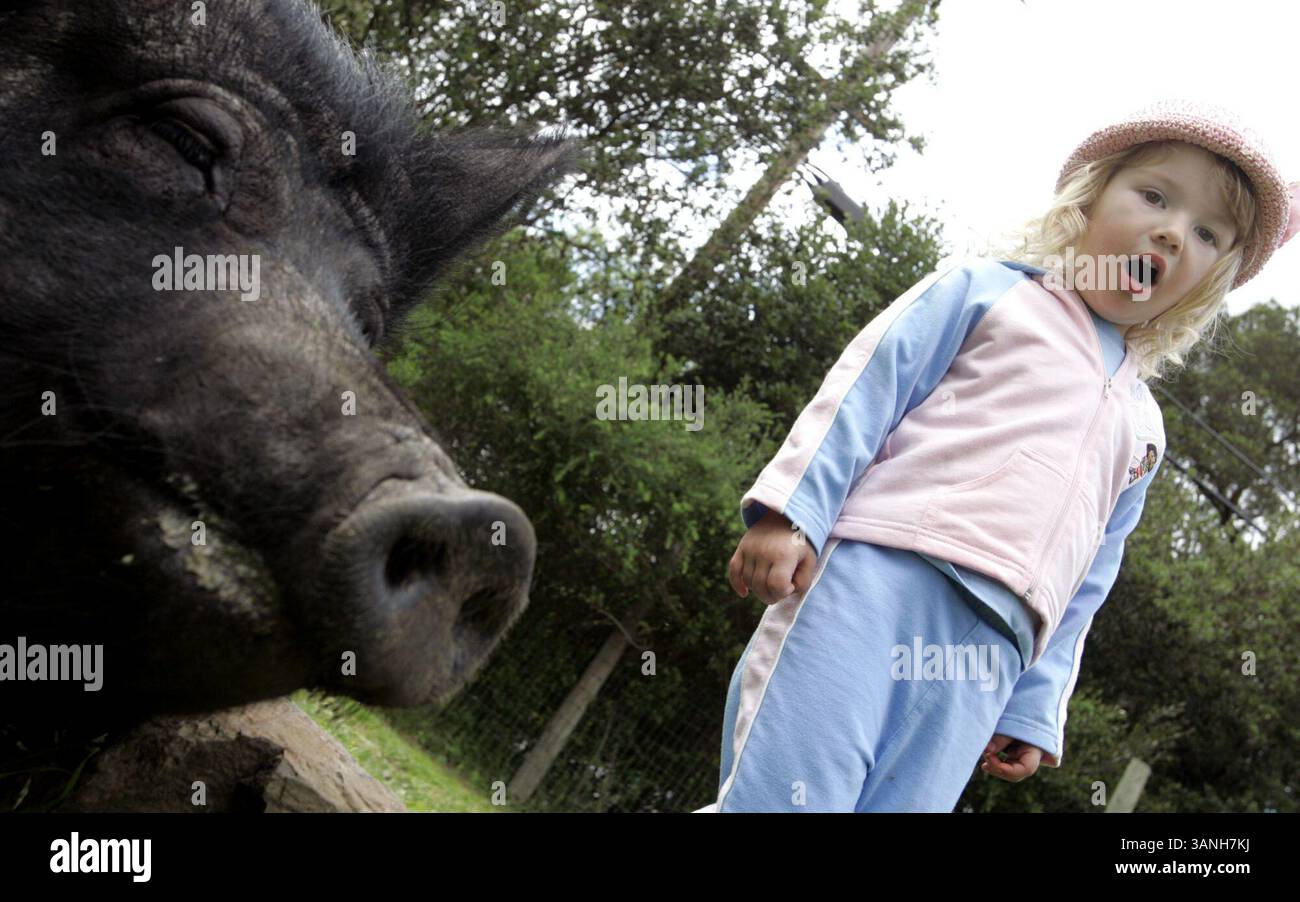 Olivia the pig hi-res stock photography and images - Alamy