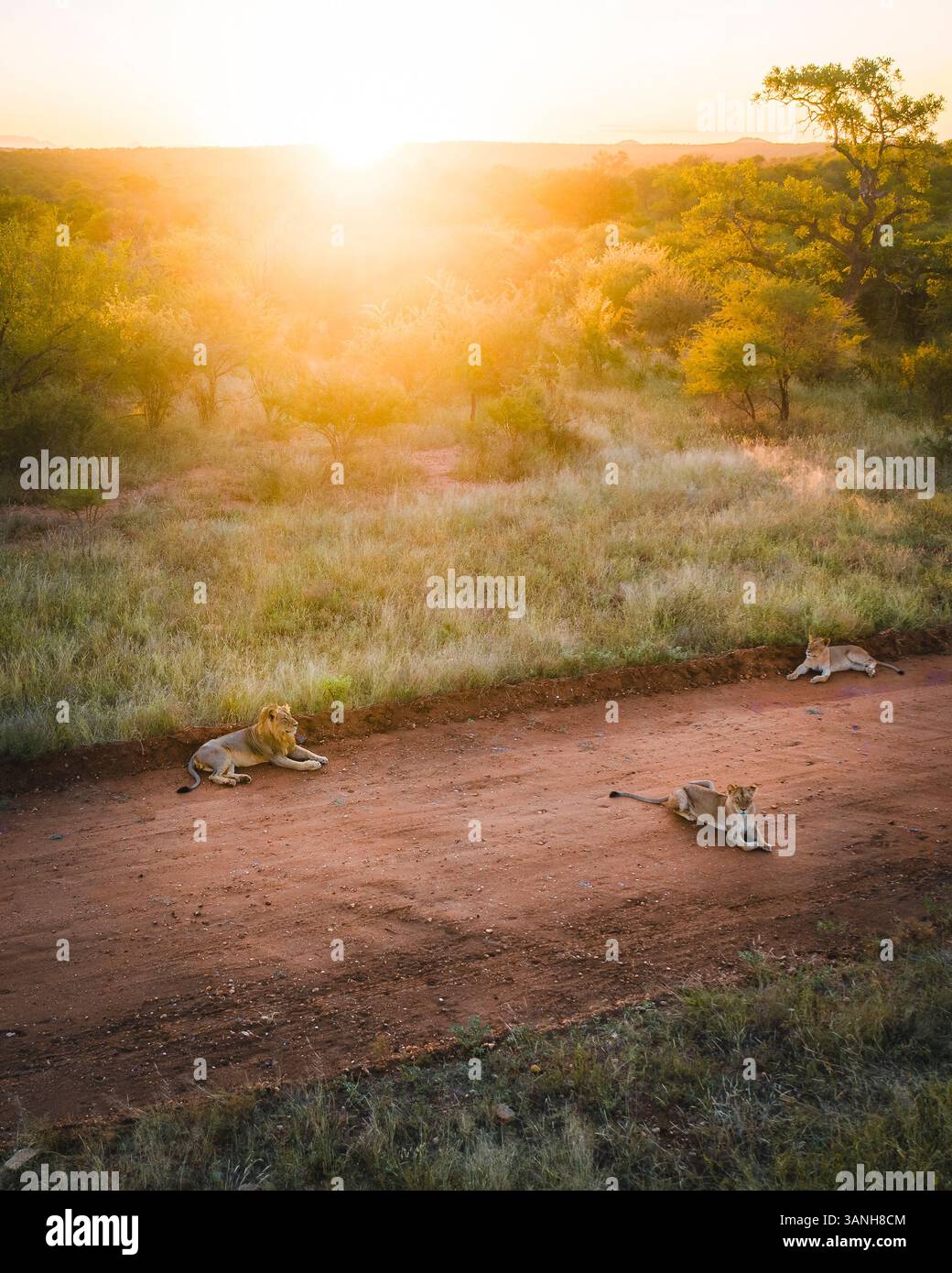 Aerial View of lions at Balule Nature Reserve, Maruleng NU, Limpopo ...