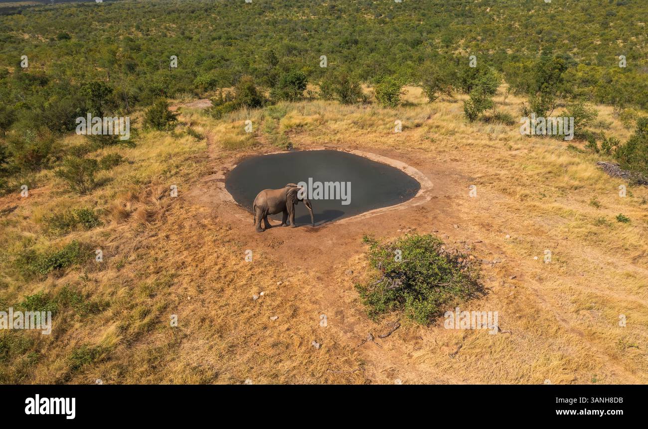 Aerial View of an elephant near a lake at Balule Nature Reserve ...
