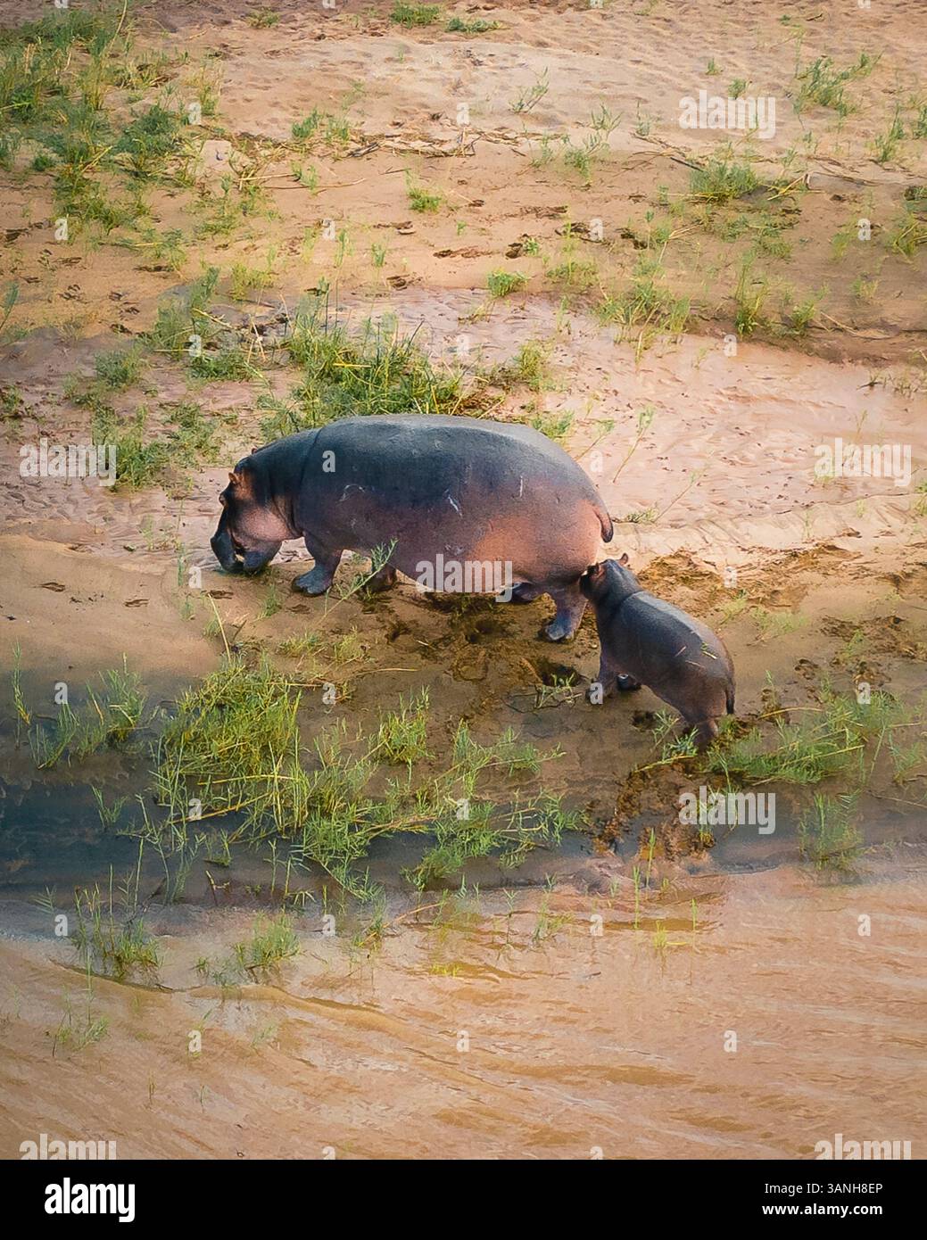 Aerial view of Hippos at Balule Nature Reserve, Maruleng NU, Limpopo ...