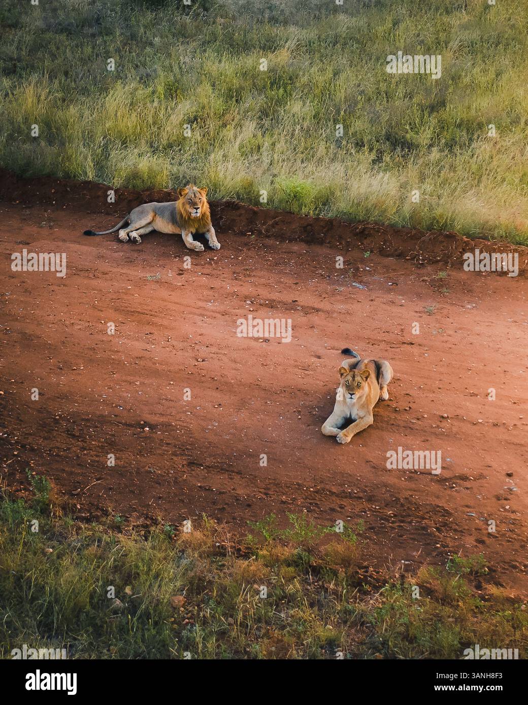 Aerial View of lions at Balule Nature Reserve, Maruleng NU, Limpopo ...