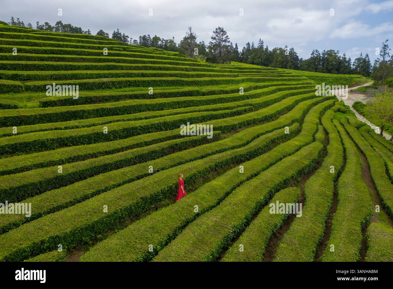 Aerial View of woman in tea plantation, Gorreana Tea Factory, Sao Bras ...