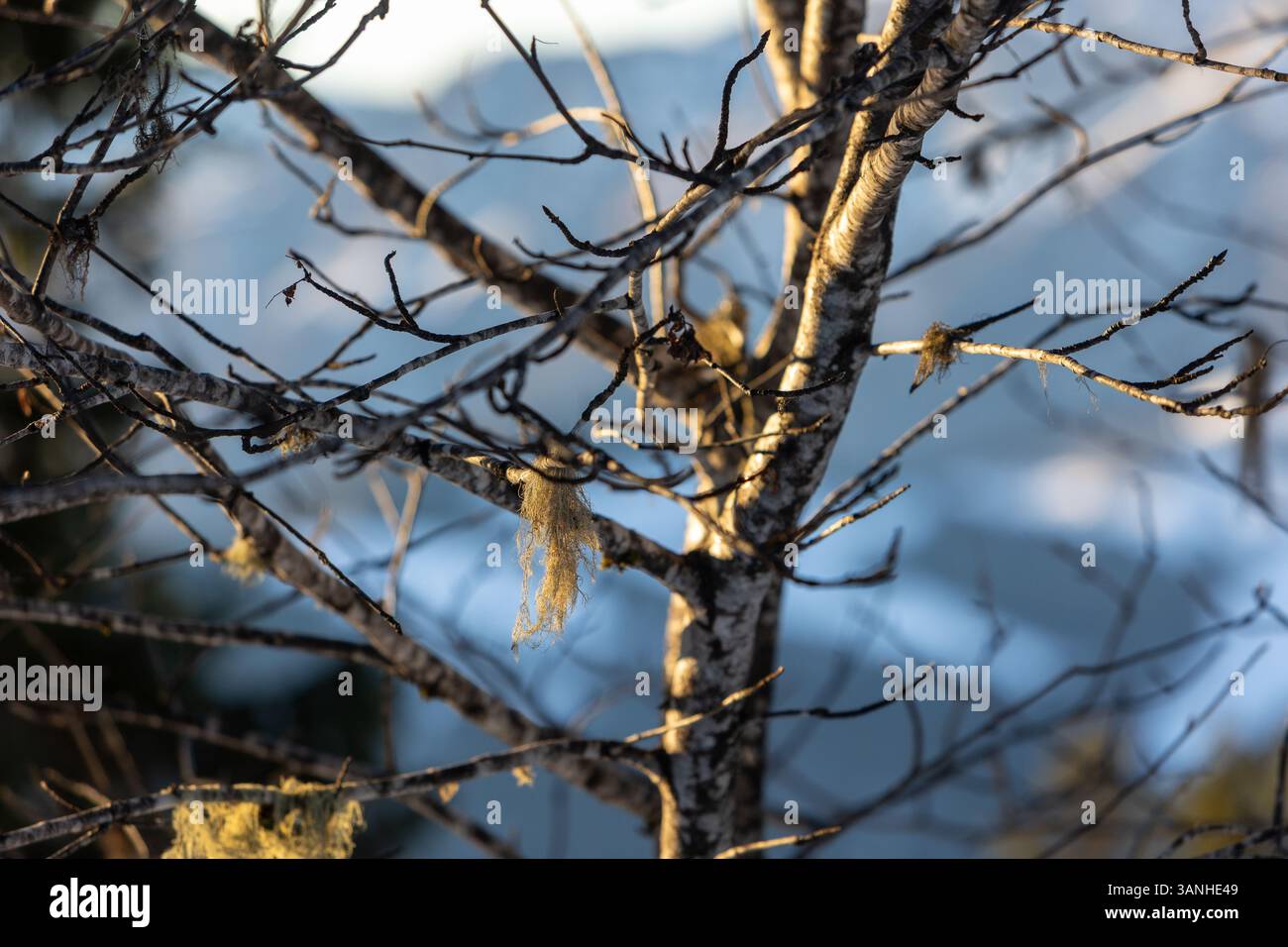 Beard lichen (Usnea) on tree branches, detailed close-up. Natural ...