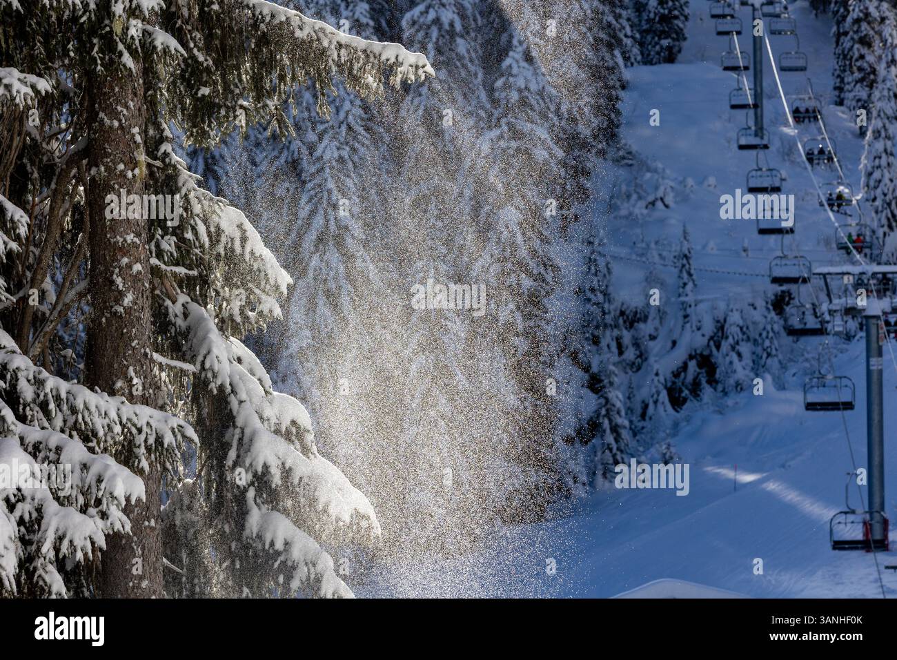 snow falling from a fir tree in the French mountains, sunny day ,art of ...
