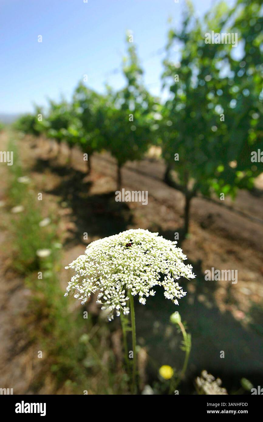 Banca dorada ranch hi-res stock photography and images - Alamy