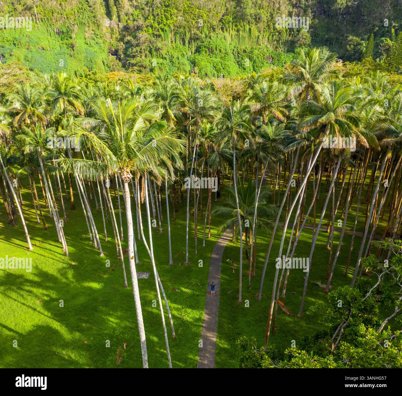 Aerial view of a person walking in a park with tropical trees, Sainte ...