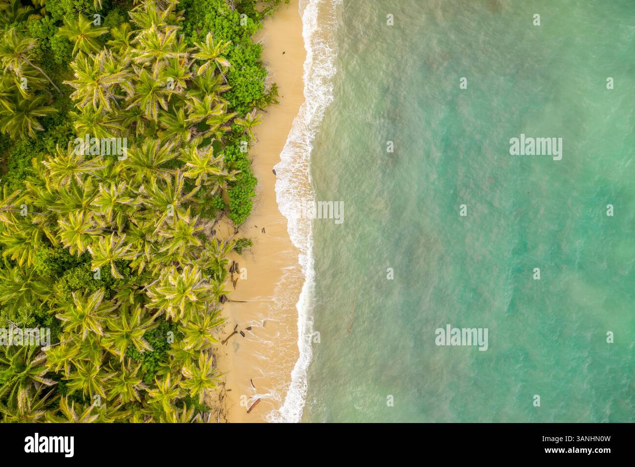 Aerial view of a paradise beach facing the Ocean with tropical palm ...