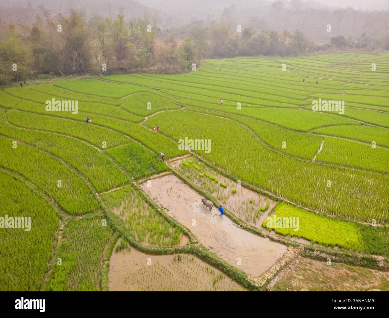Aerial view of people working in farm together with animals, beautiful ...