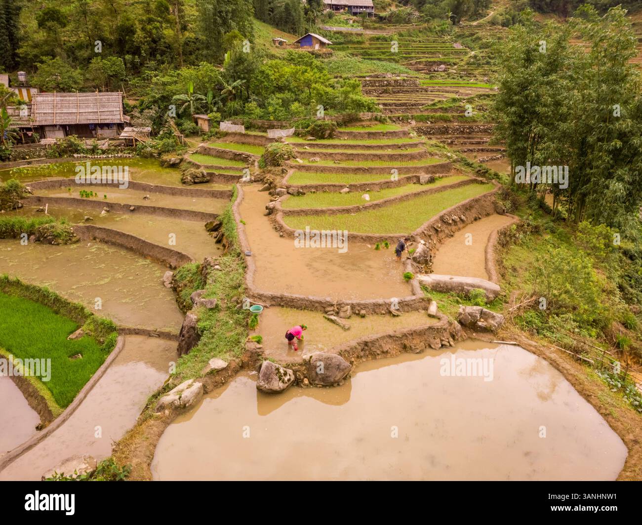 Aerial view of an old woman working in rice plantation water pool near ...