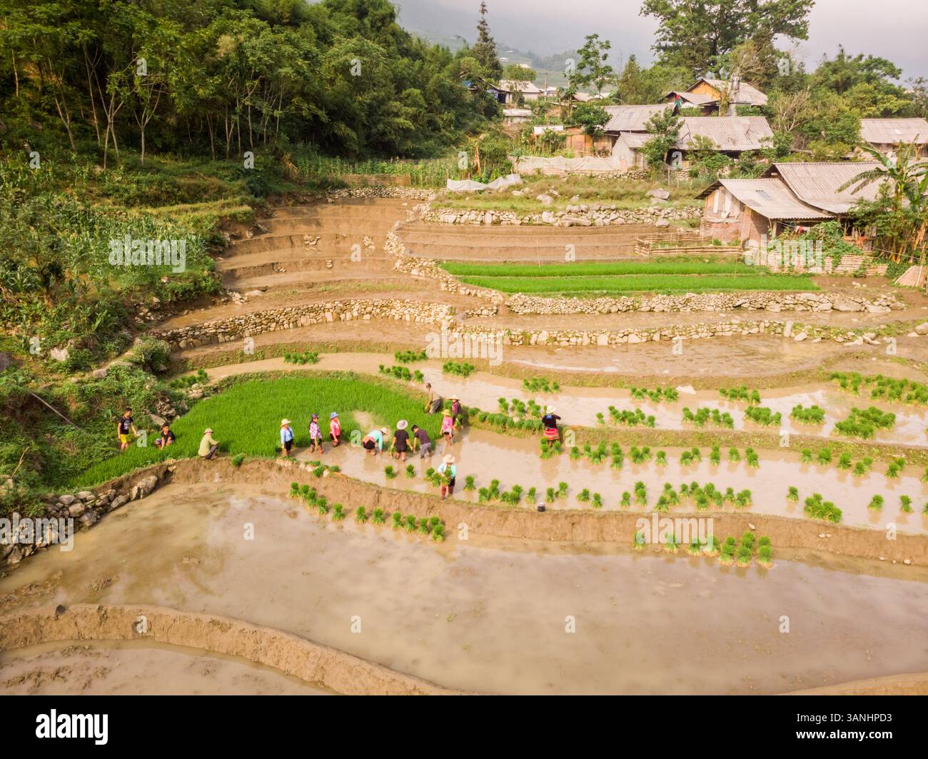 Aerial view of a person doing harvesting in rice plantation terrace ...