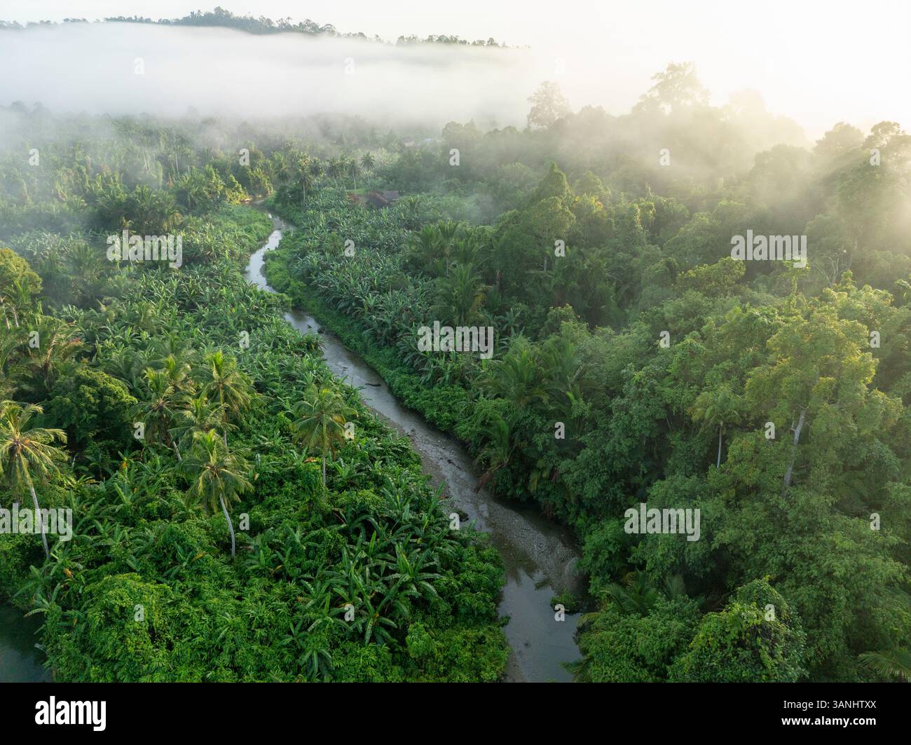 Aerial view of lush rainforest and serene river with clouds above ...