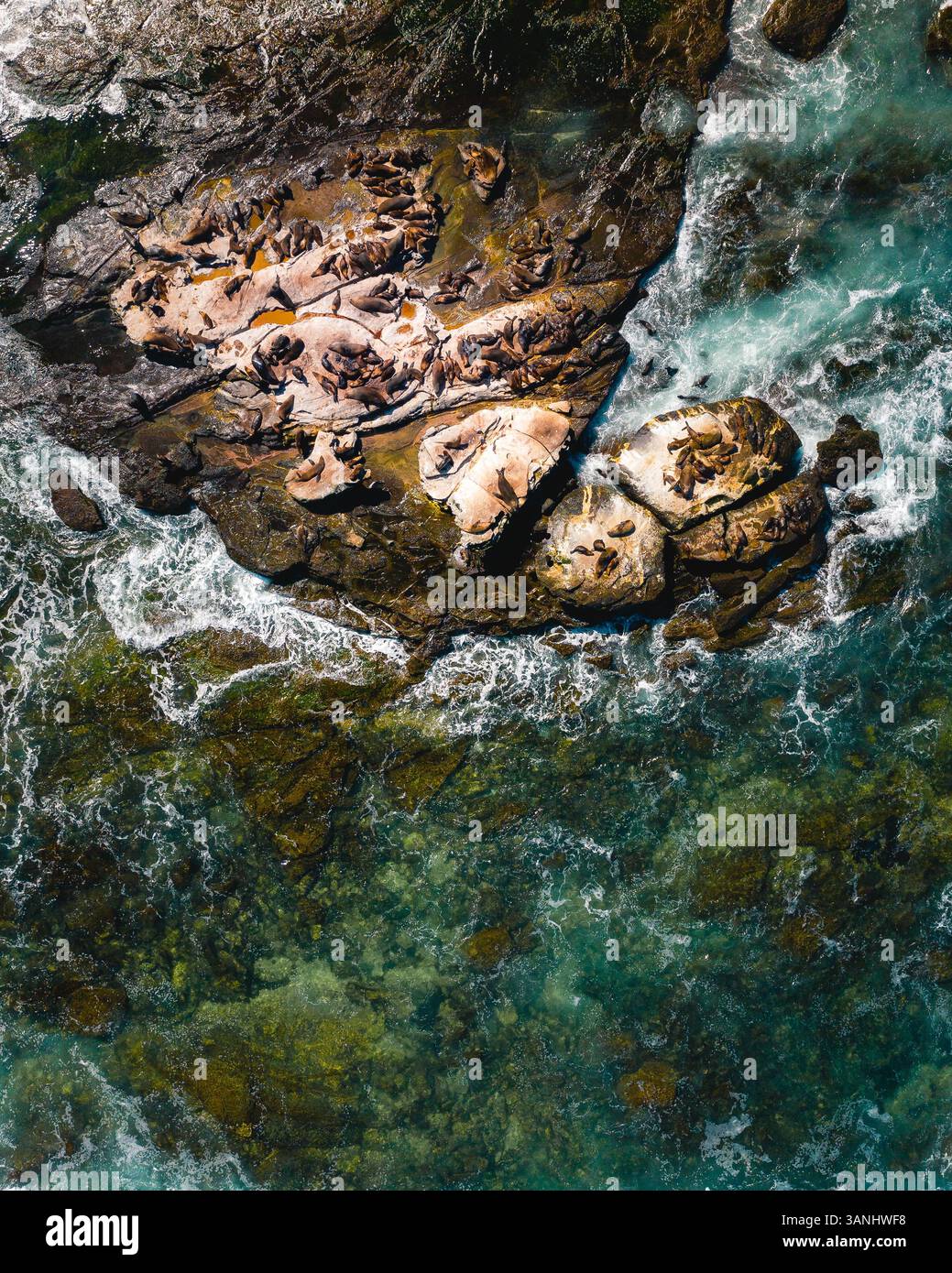 Aerial view of Seals on isolated rocks close to Great Ocean Road ...