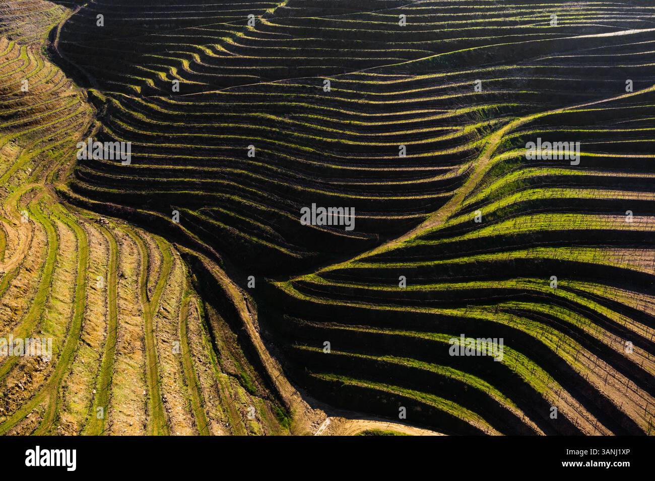 Aerial view of the patterns of vineyards terraces used for production ...