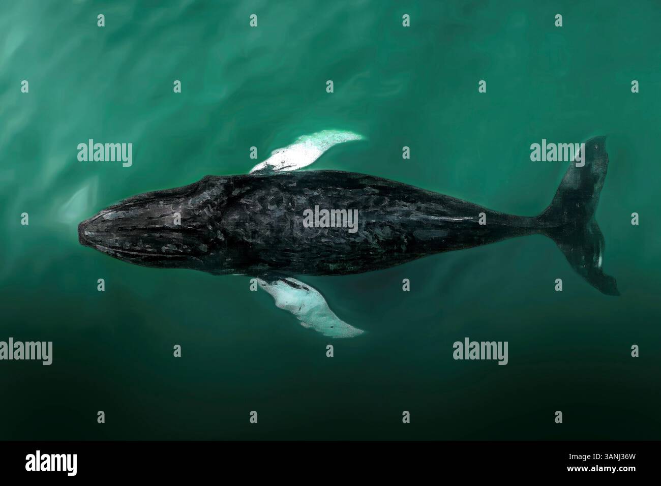 Aerial view of humpback whale pod swimming in the Pacific Ocean ...