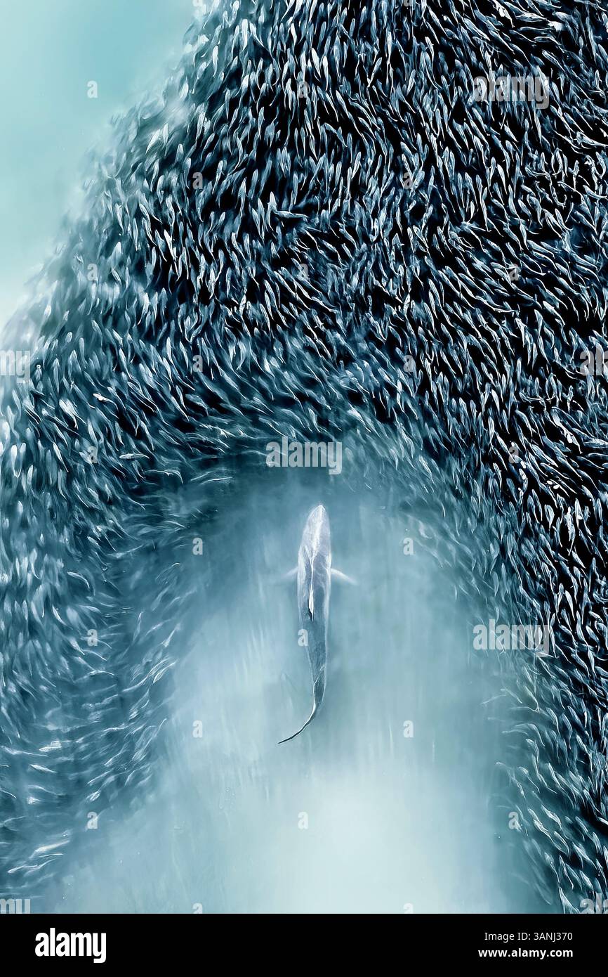 Aerial view spinner sharks hi-res stock photography and images - Alamy