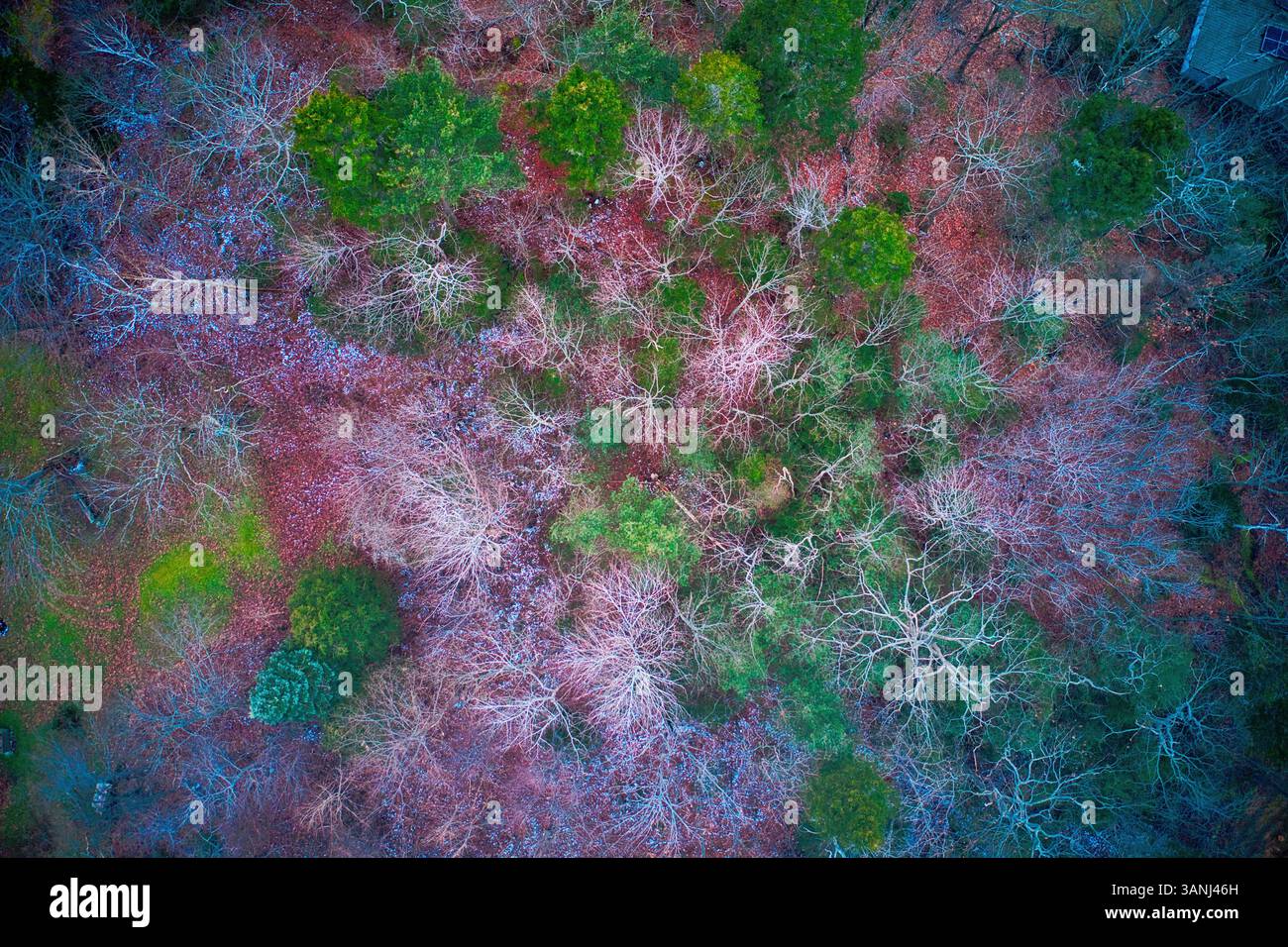 Aerial View of the Trees In Dingle Playground, Halifax, Canada Stock ...