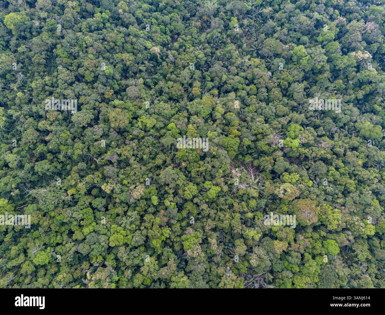 Aerial view of lush tropical forest with dense canopy and pristine ...