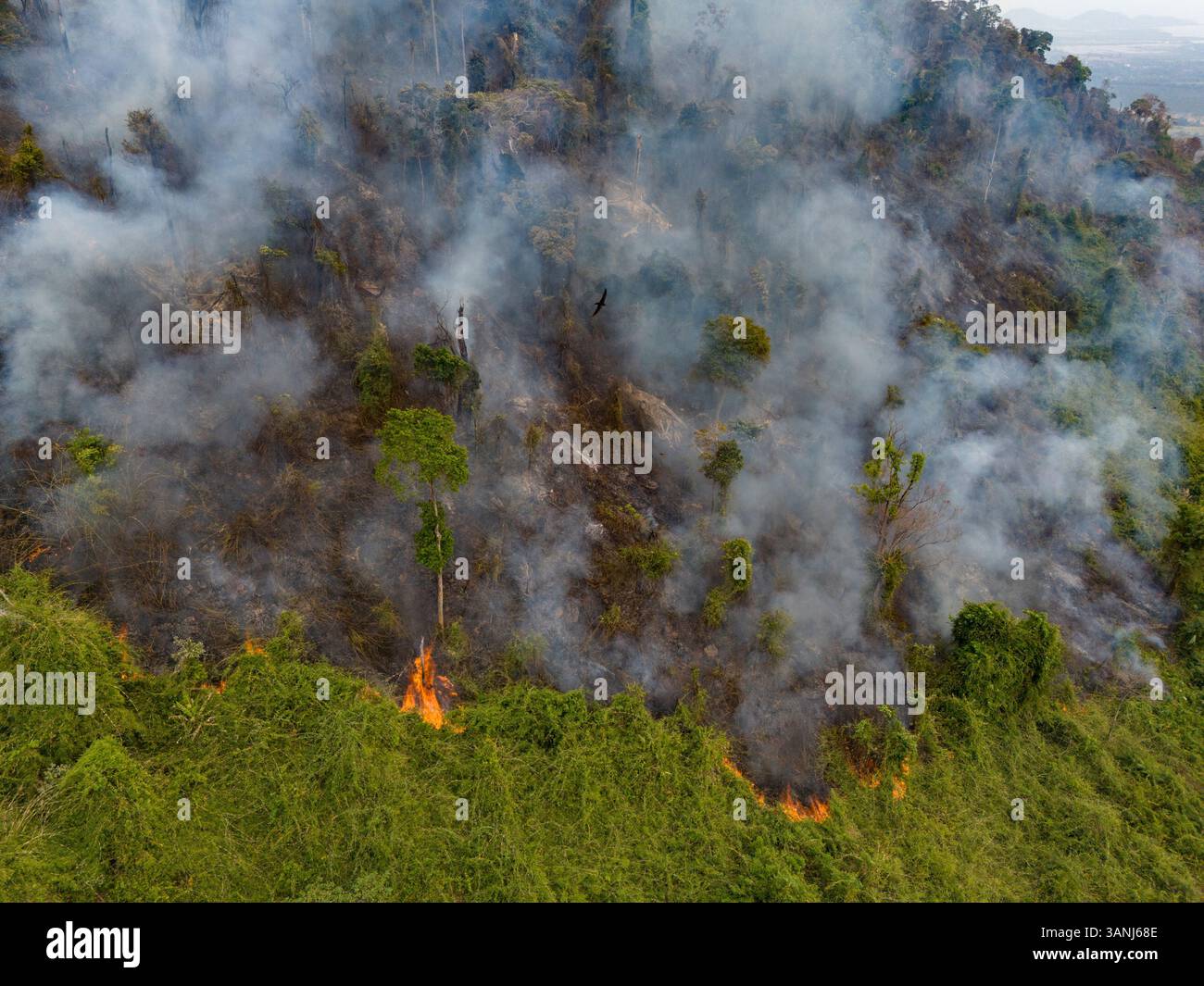 Aerial view of fire and smoke engulfing trees in a forest fire, Boeng Tuk, Tuek Chhou District ...
