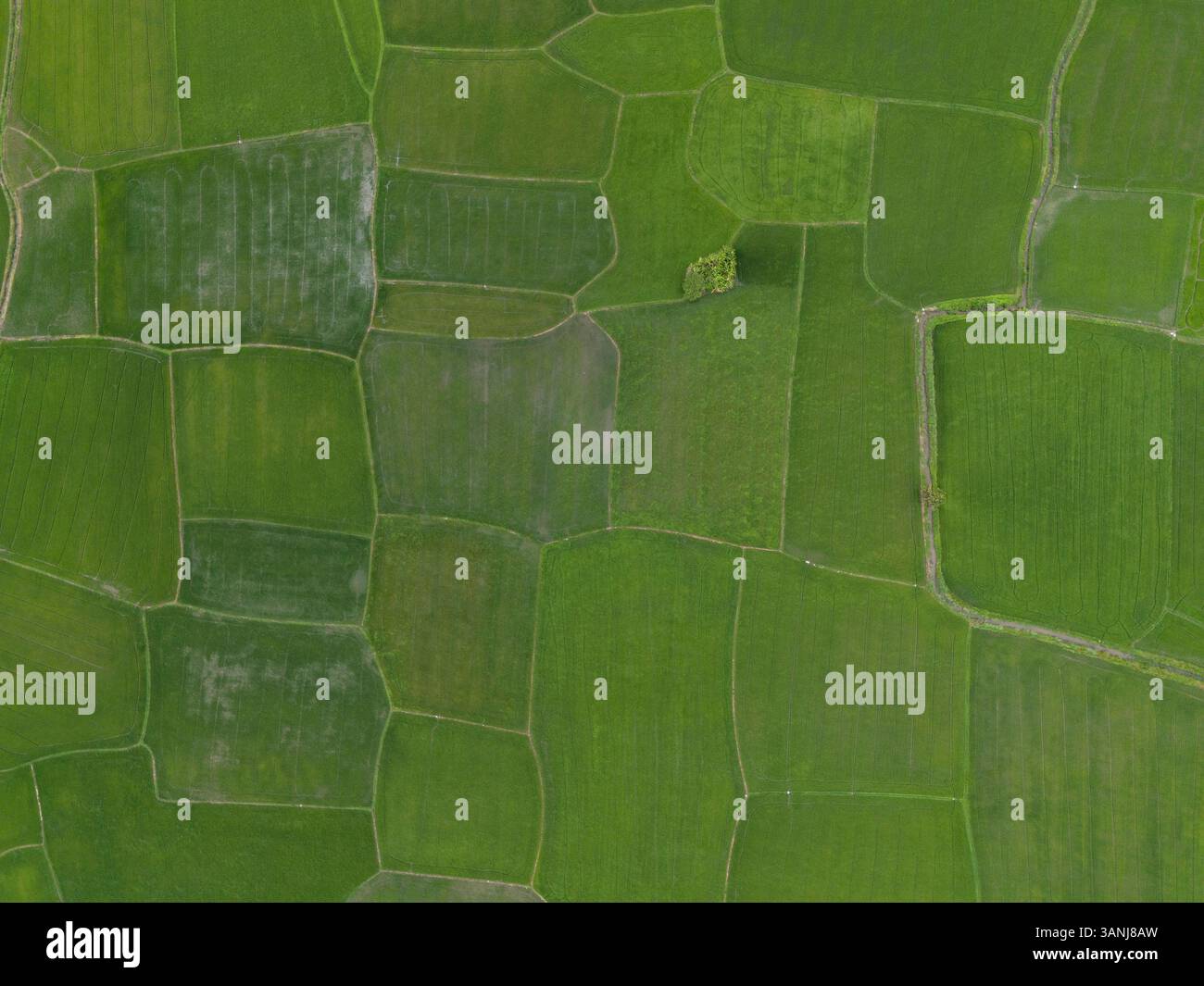 Aerial view of lush green rice fields and farmland with beautiful ...