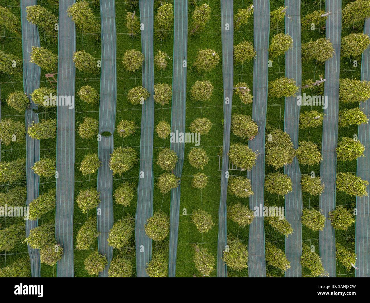 Aerial view of green agricultural fields with organized rows and trees ...