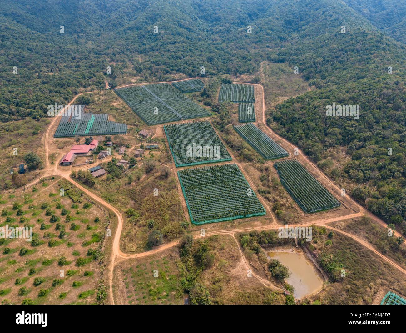 Aerial view of green agricultural farmland and rustic plantations with ...