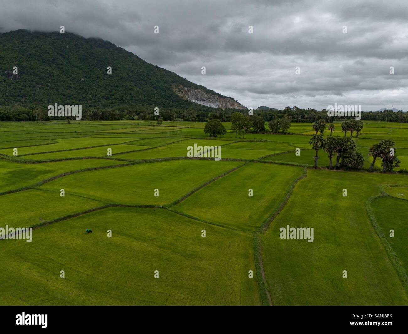 Aerial view of lush green rice fields and serene mountains under a ...