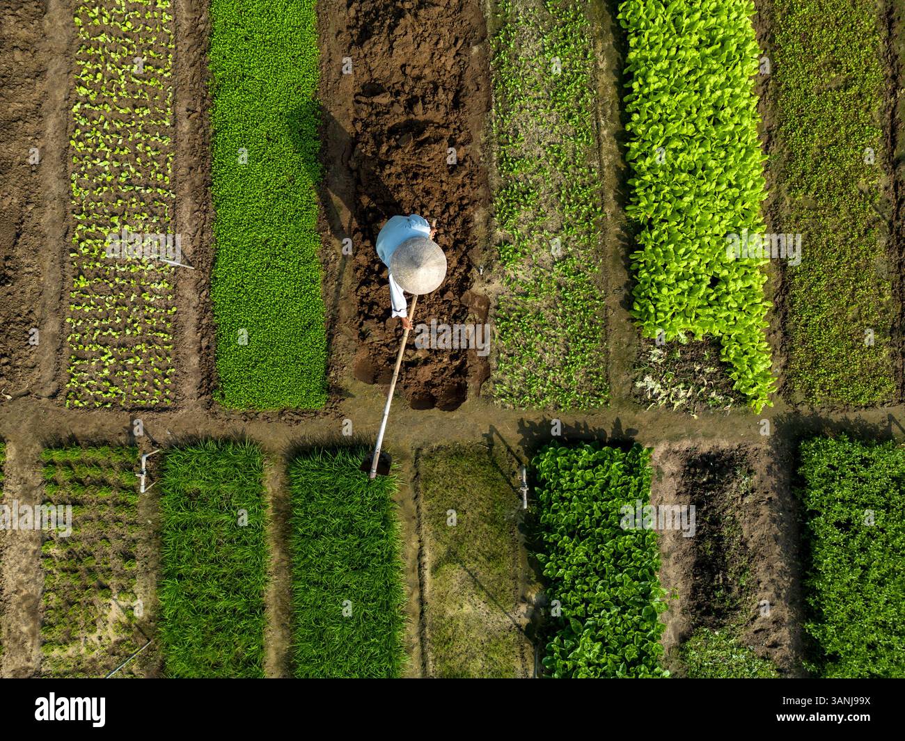 Aerial view of green agricultural fields with traditional farming ...