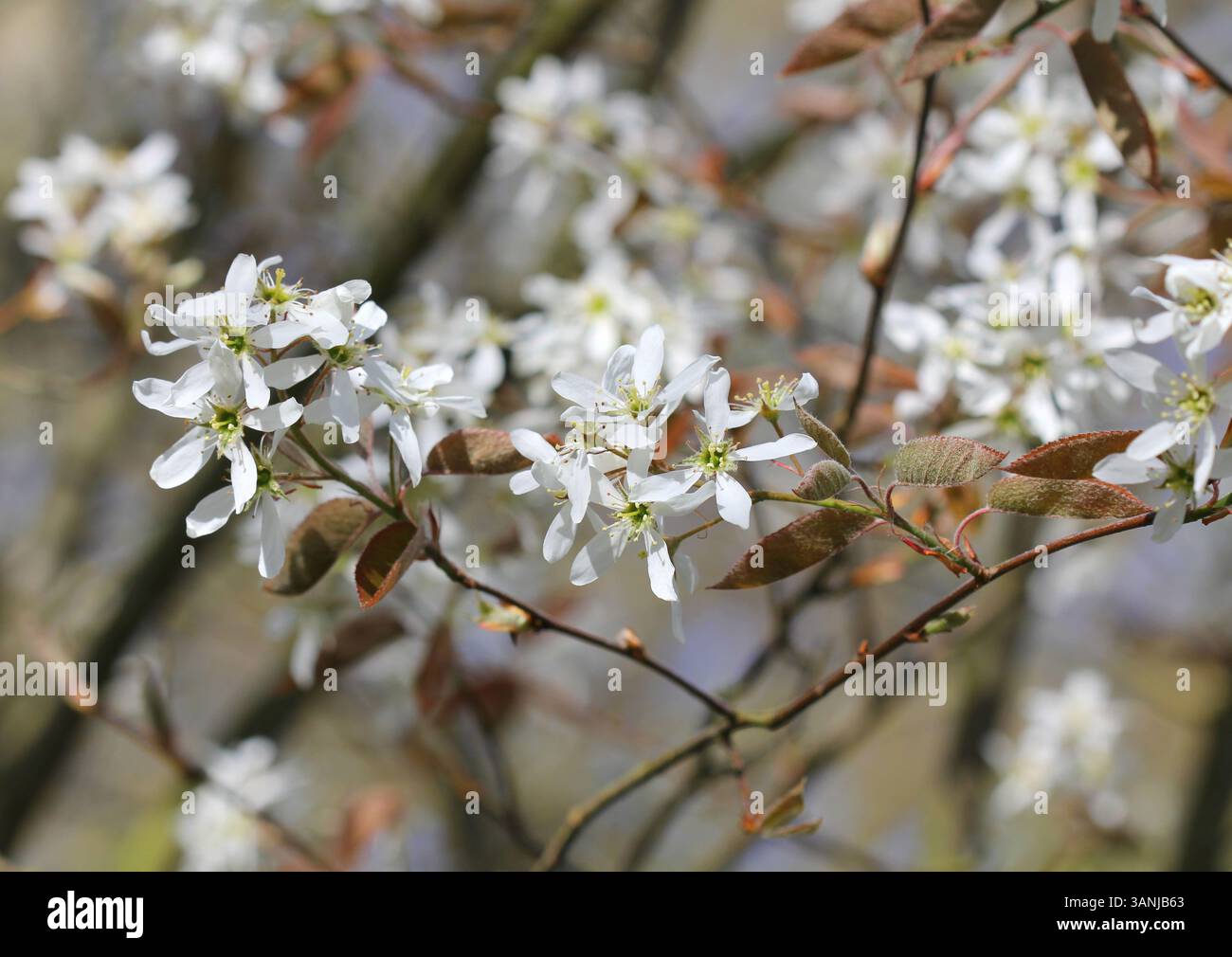 The beautiful white flowers of Amelanchier Lamarkii, Snowy Mespilus, in ...