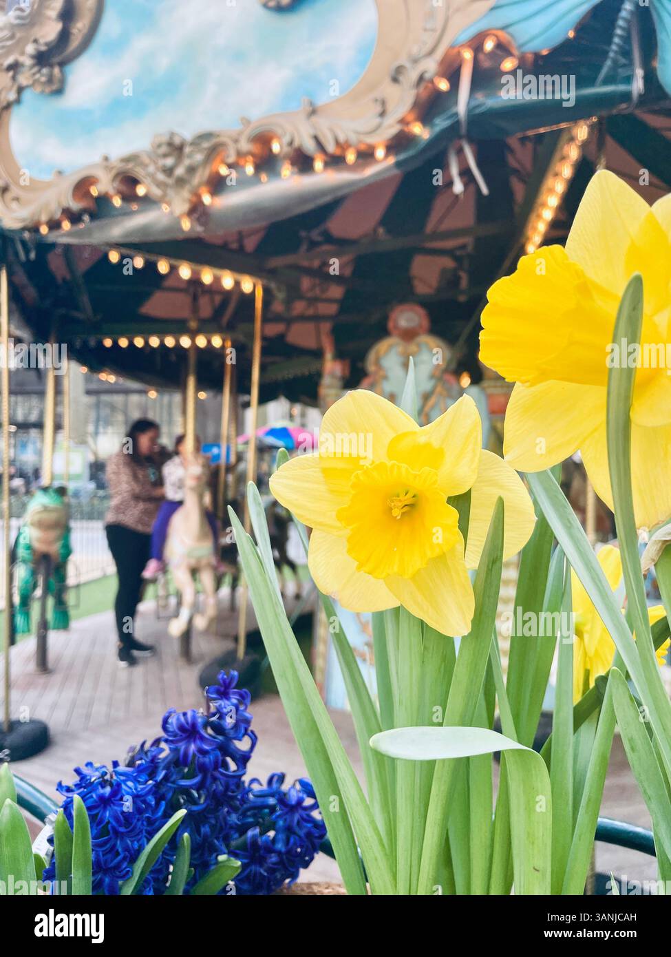 Daffodils bloom in Bryant Park at Le Carrousel merry-go-round, 2025 ...