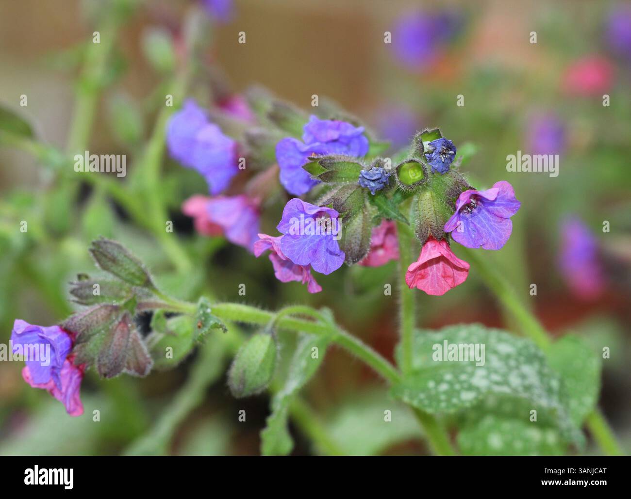A close up of Pulmonaria officinalis, common lungwort, flowering in ...