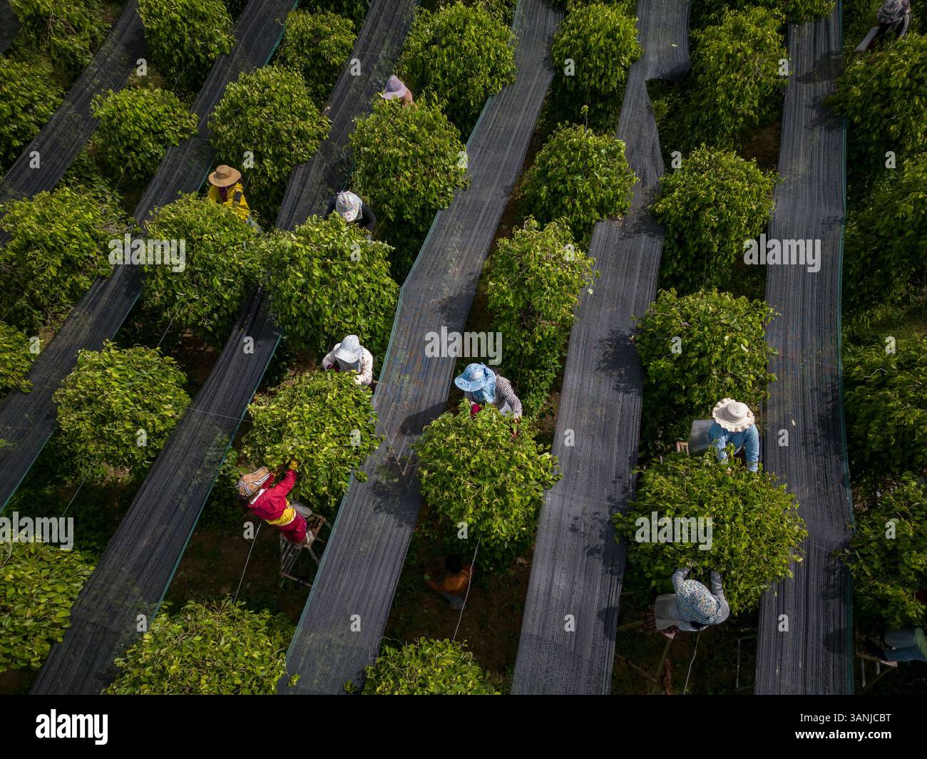 Aerial view of "La Plantation", Kampot province, Cambodia Stock Photo ...