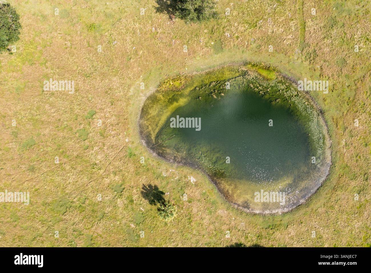 Aerial view of serene pond surrounded by lush greenery and tranquil ...