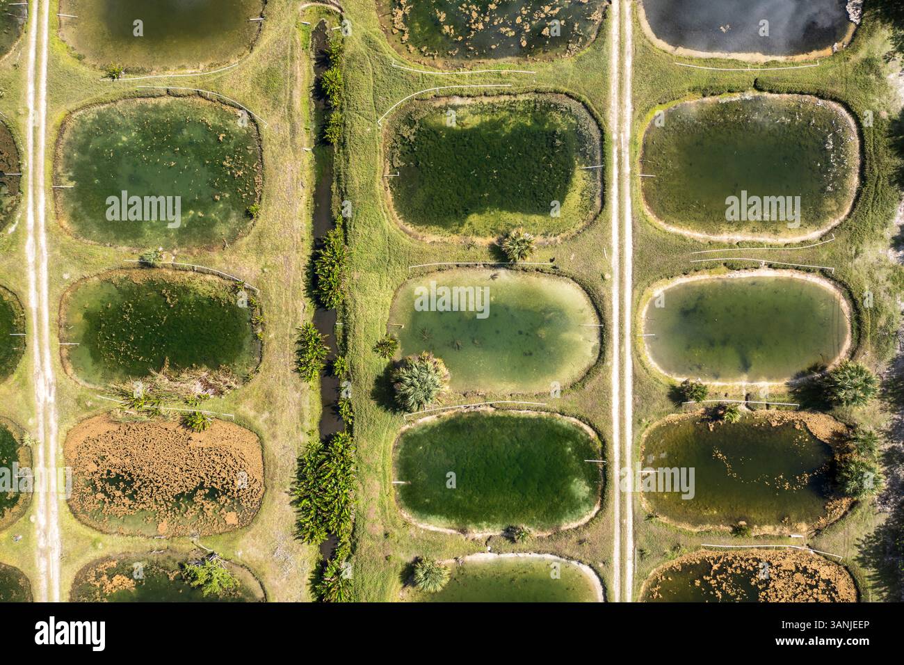 Aerial view of beautiful aquaculture ponds with tranquil water and lush ...
