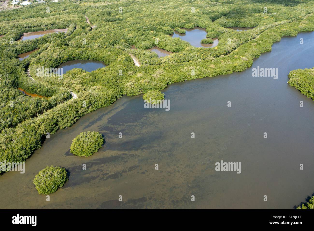 Aerial view of lush mangroves and tranquil waters in the Oslo ...