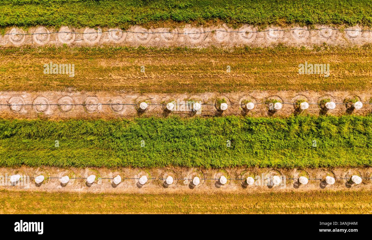Aerial view of Citrus trees wrapped with exclusion bags in an ...