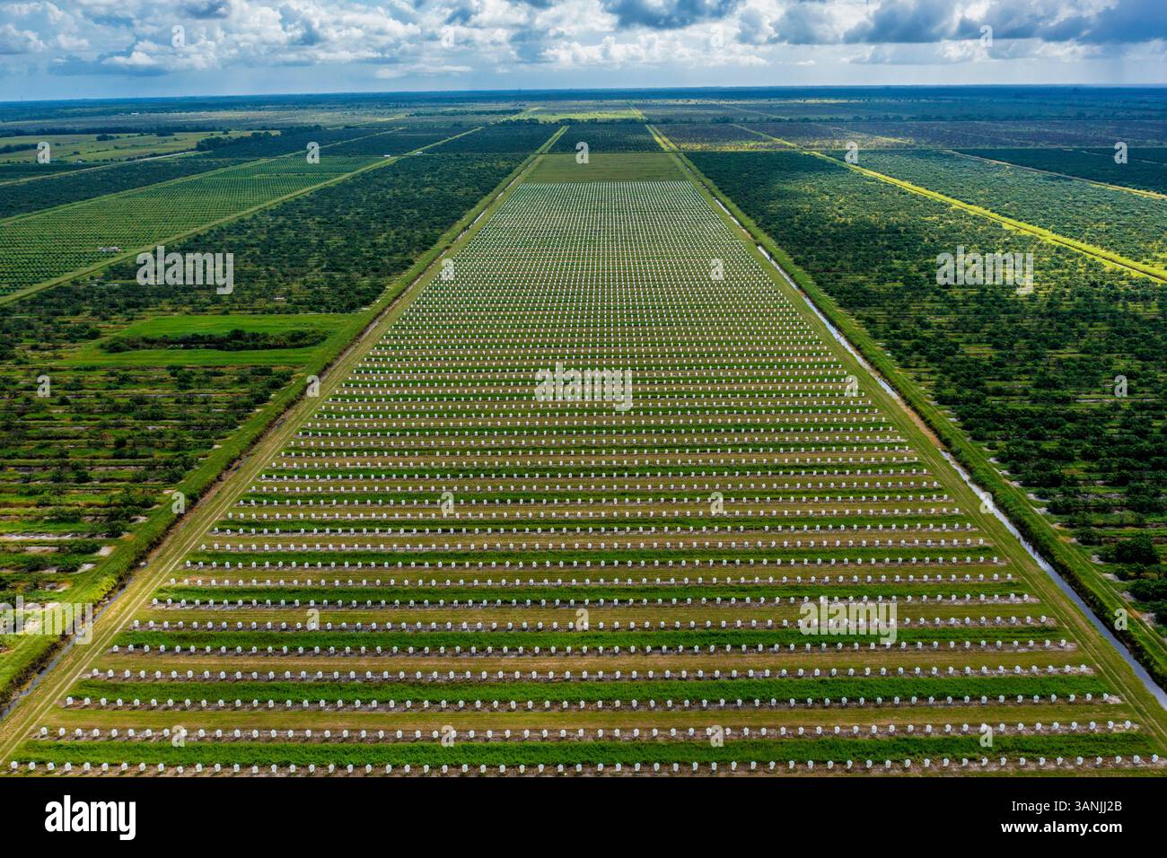 Aerial view of a citrus and lemon trees field in Fellsmere, Florida ...